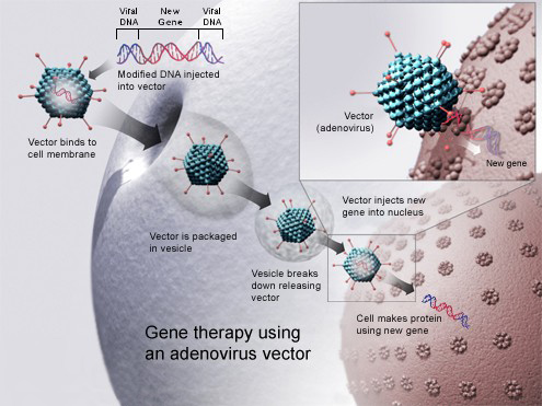 Somatic Gene Therapy Diagram