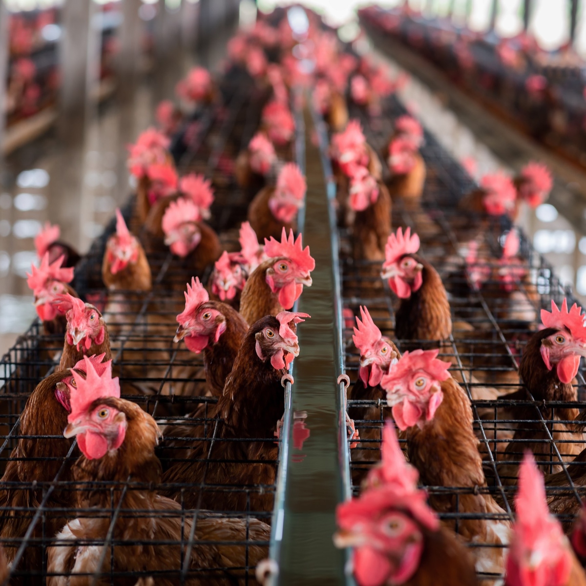 Problems and Solutions in Factory Farming: The Role of Institutions ...