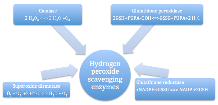 The Role of Hydrogen Peroxide in Controlling Plant Cell-Signaling and ...
